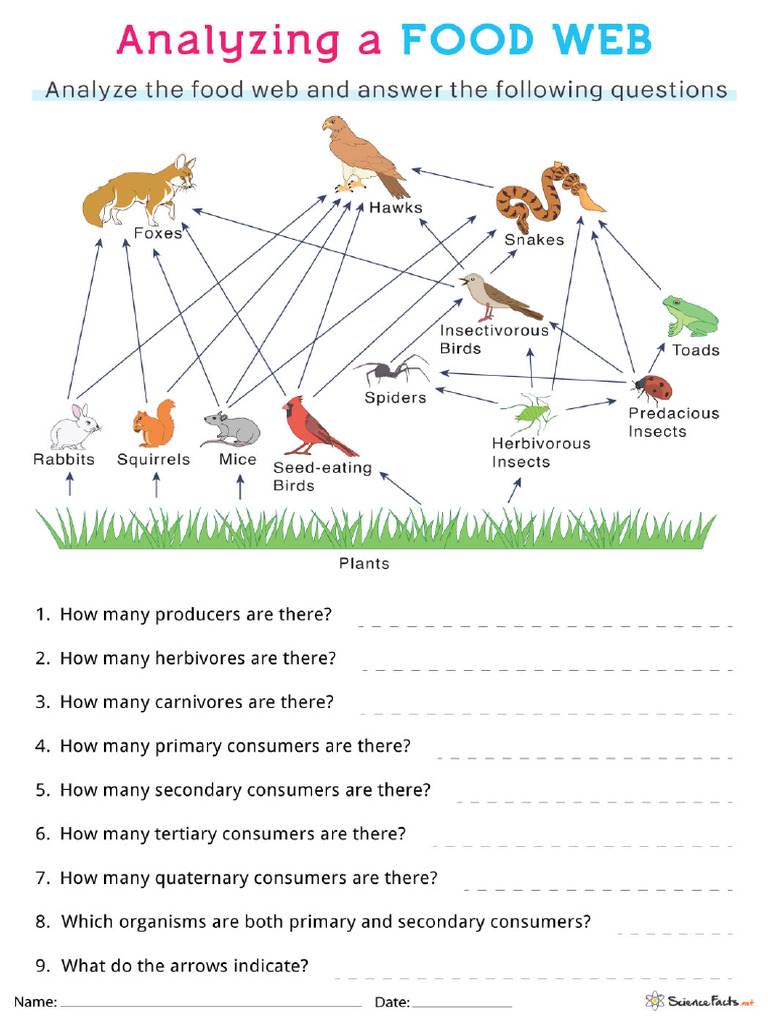 Food Web Analysis Worksheet - Copy - Worksheet | PDF