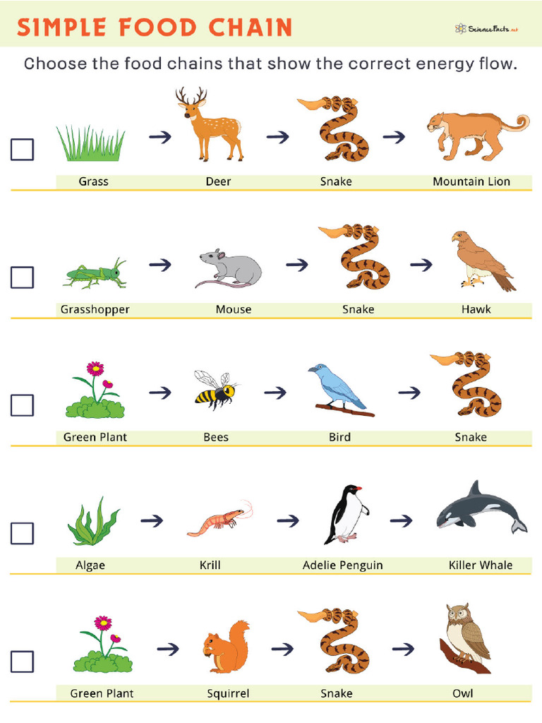 Food Chain Worksheet 1st Grade - Copy - Worksheet | PDF