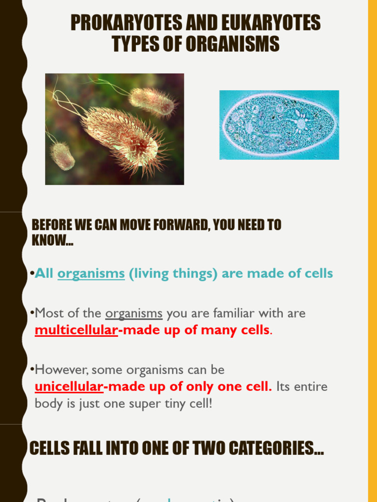 Prokaryote Ad Eukaryote Pdf