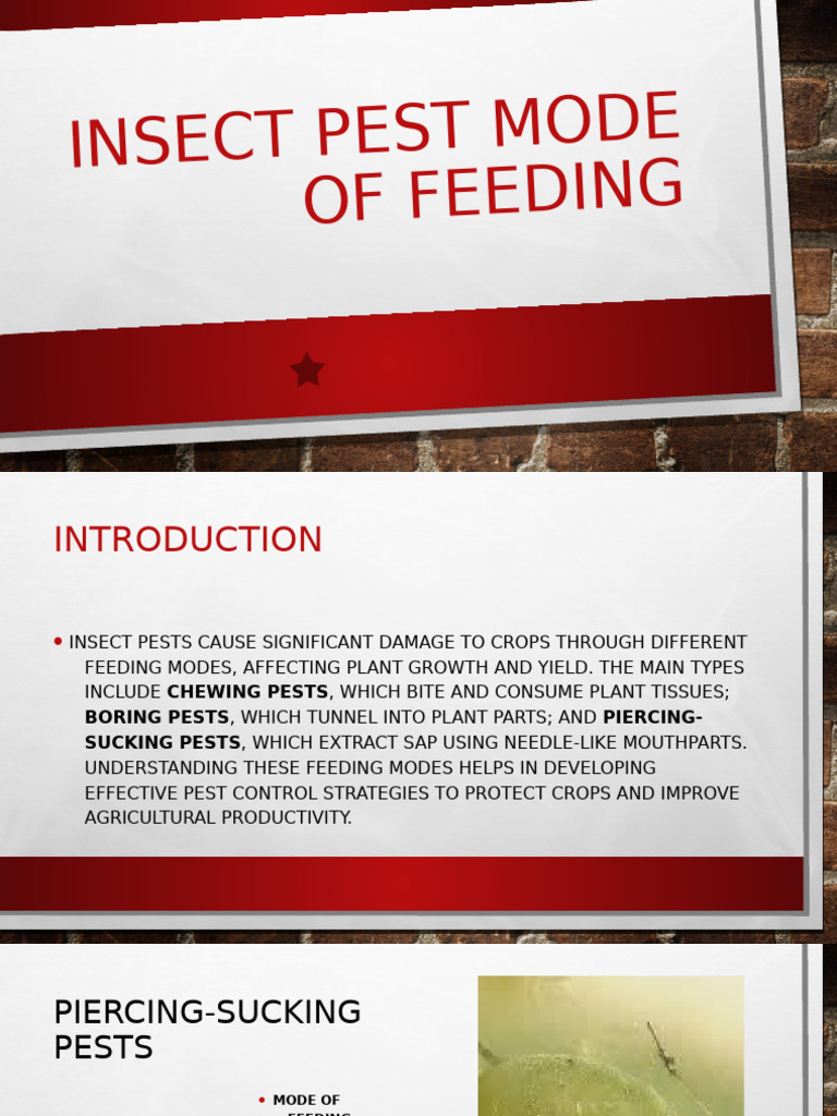 Insect Pest Mode of Feeding | PDF