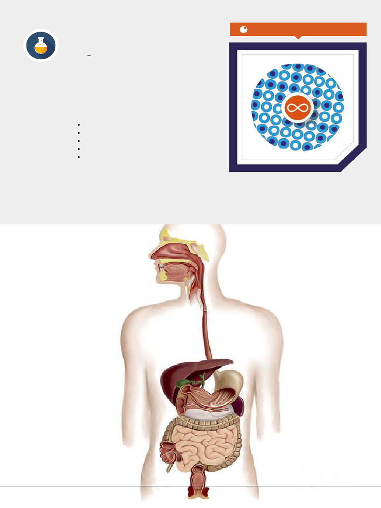 Human Digestive-System Student Worksheet | PDF