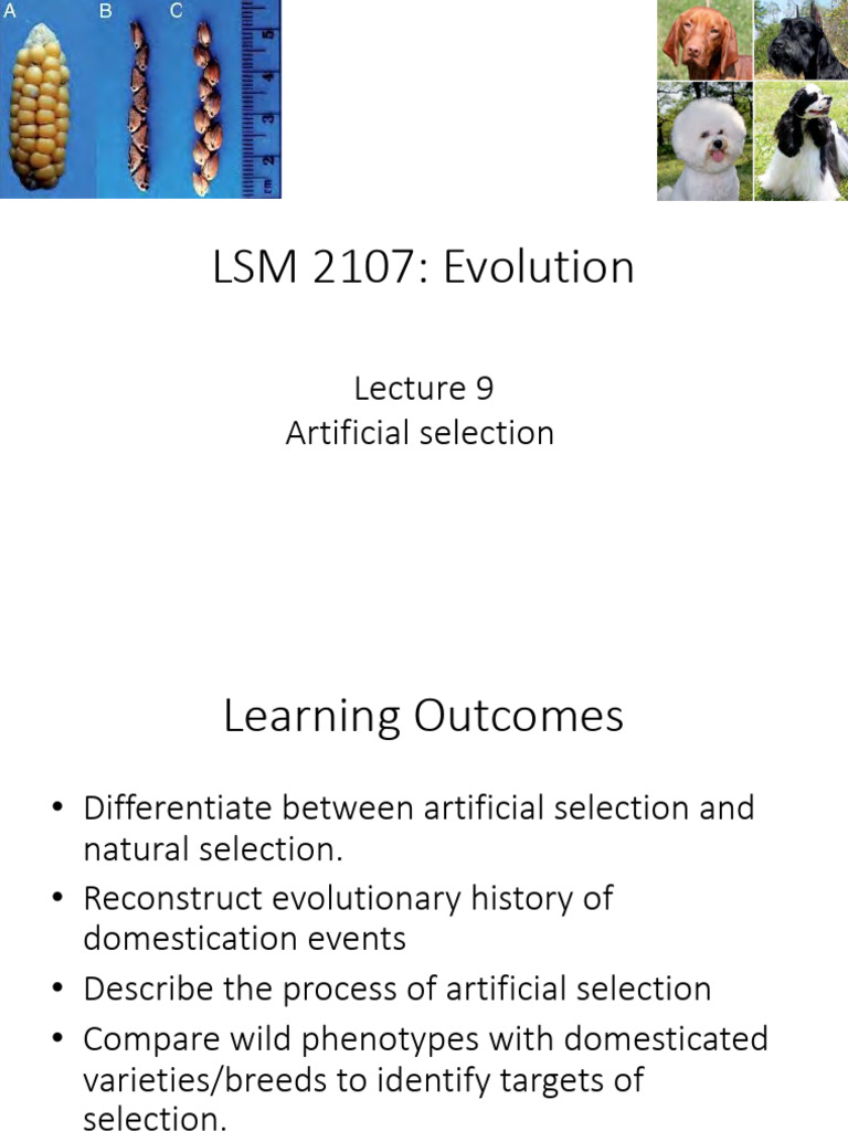 Understanding Artificial Selection Process | PDF | Heritability ...