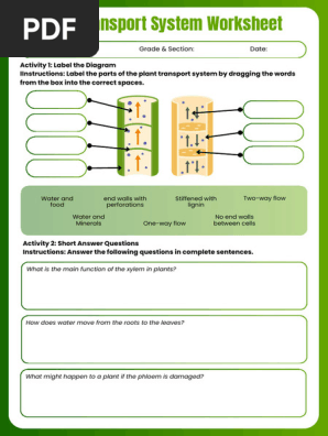 Worksheet Xylem And Phloem Worksheet Grass Fedjp
