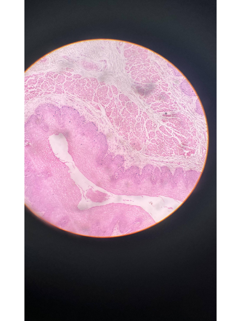 Systemic Histology Slides 1[1] | PDF