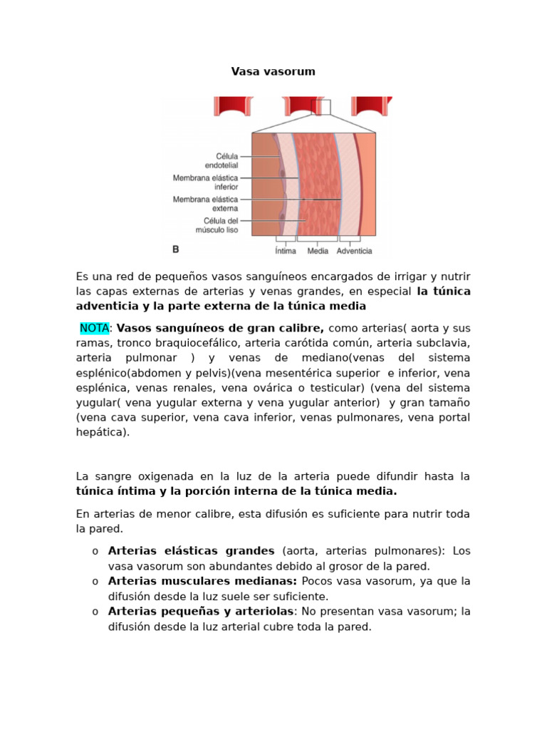 Vasa Vasorum y Endotelio | PDF | Vena | Artería