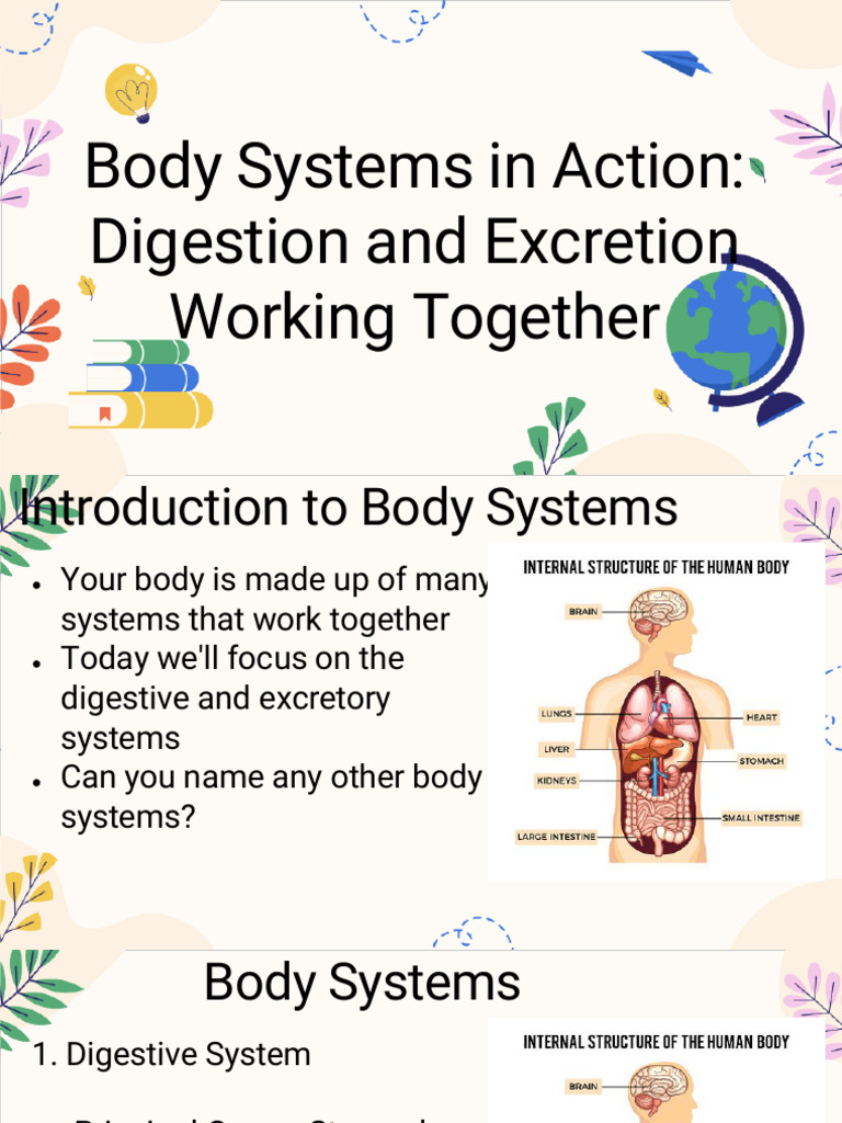 Digestive and Excretory Systems Overview | PDF | Human Body | Digestion