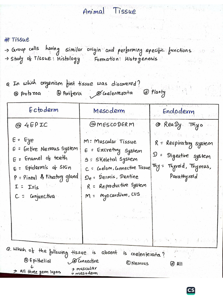 Animal Tissue 1 | PDF