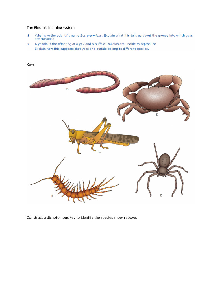 Classification Gr10 C-W | PDF