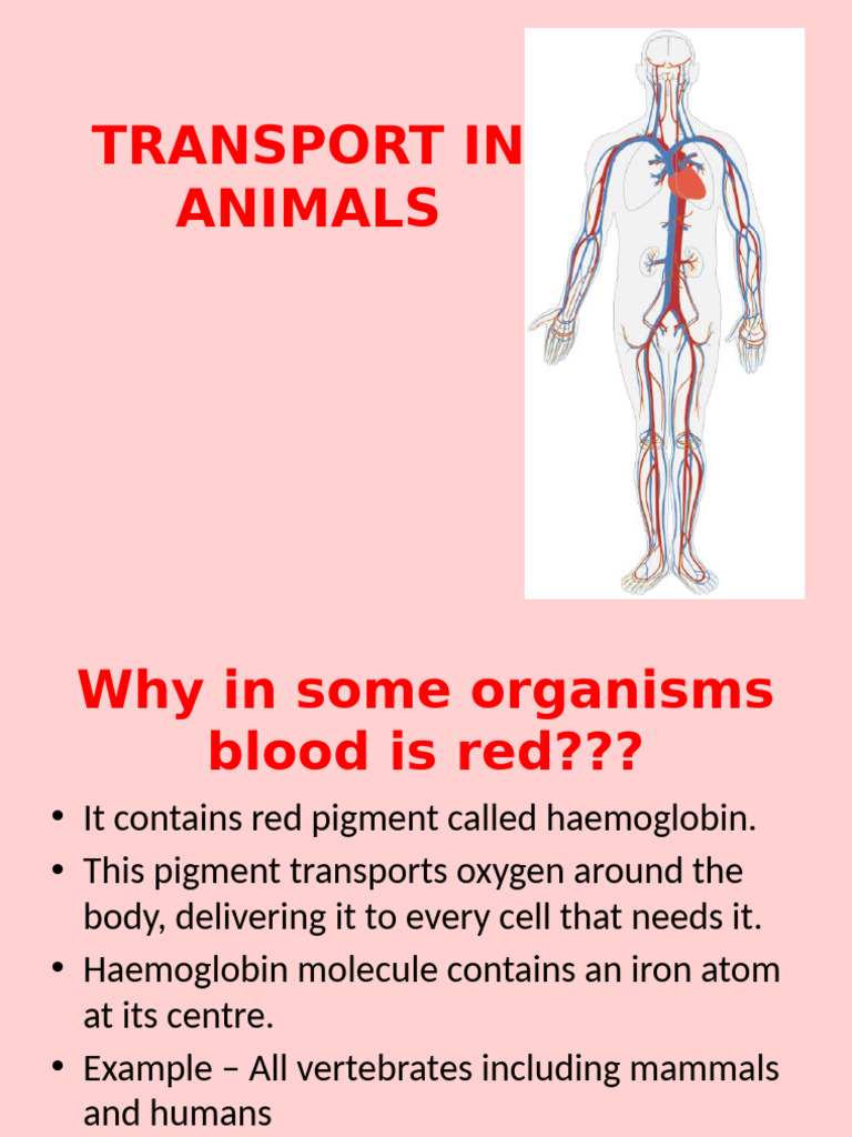 Animal Blood Colors and Circulatory Systems | PDF | Heart Valve ...