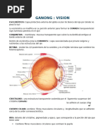 Capas de La Retina | PDF | Retina | Percepción visual