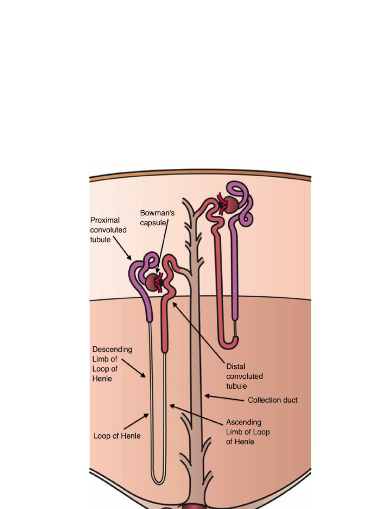 Structure of Nephron | PDF
