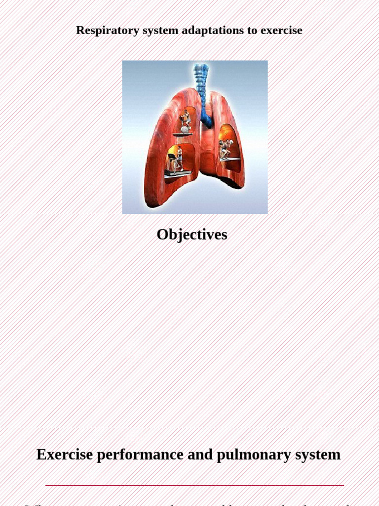 Respiratory System Adaptations To Exercise | PDF | Respiratory System ...