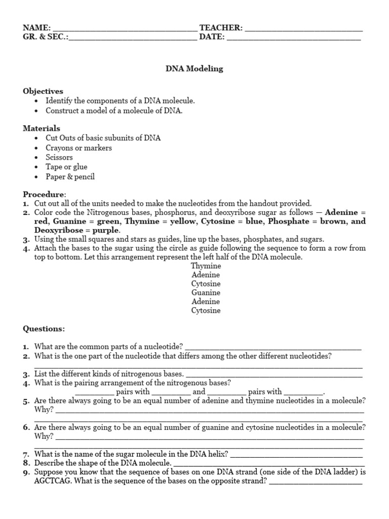 Dna Modeling WS | PDF | Dna | Nucleotides