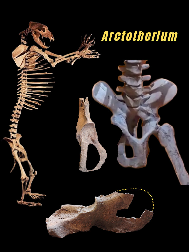 Arctotherium | PDF
