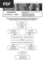 Procesos de Fosilización y Tafonomía | PDF | Fósil | Paleontología