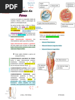 Anatomia Tibia e Fibula | PDF