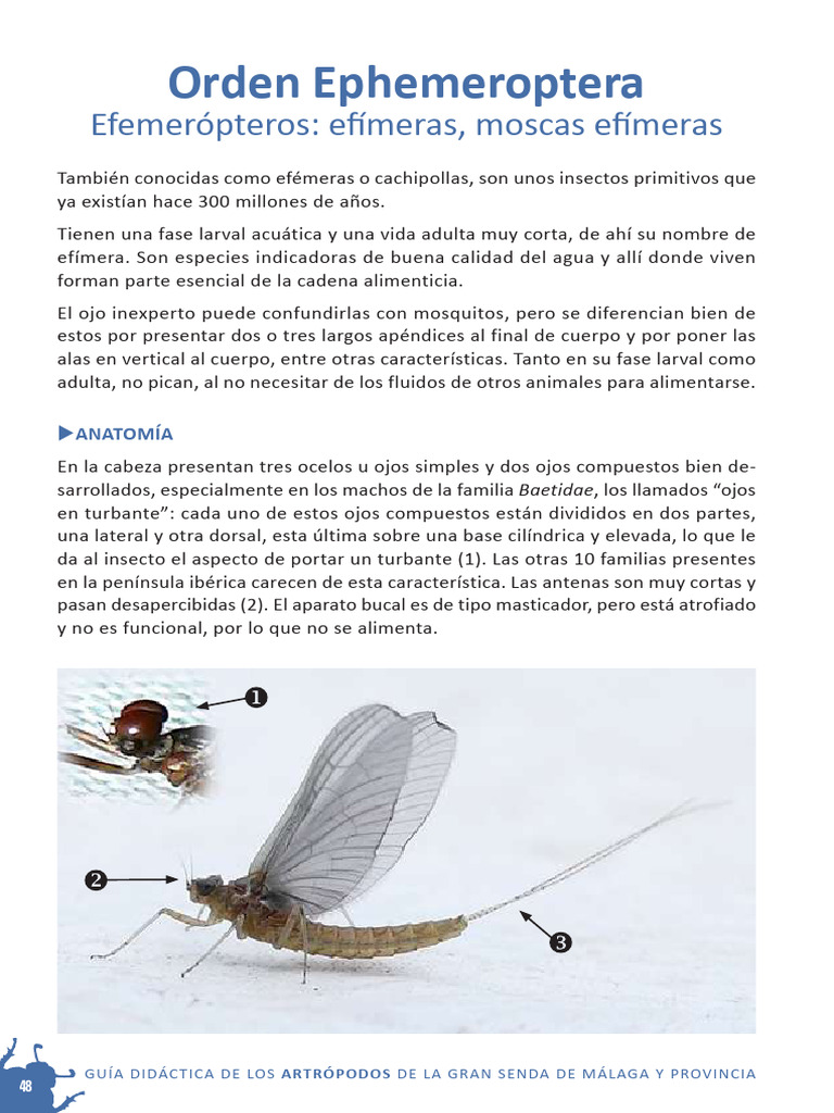 Efimeras. Moscas Efimeras (Efemeropteros) | PDF | Mosca | Insectos