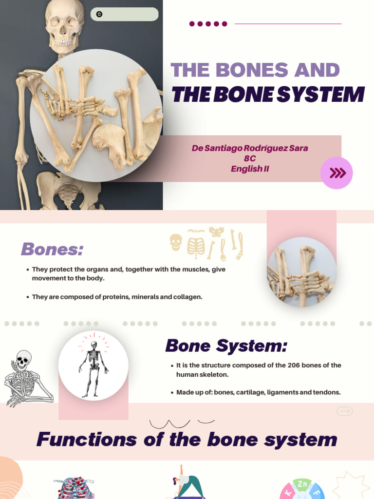 The Bones and The Bone System | PDF