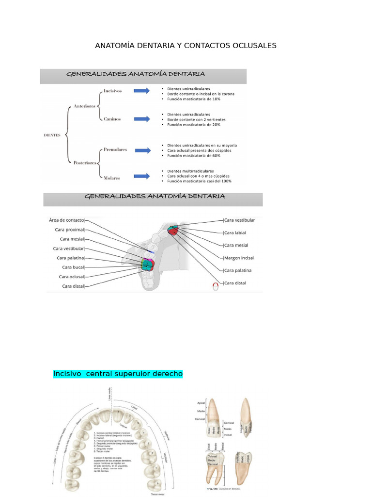 Anatomía Dentaria y Contactos Oclusales | PDF | Ramas de Odontología | Boca