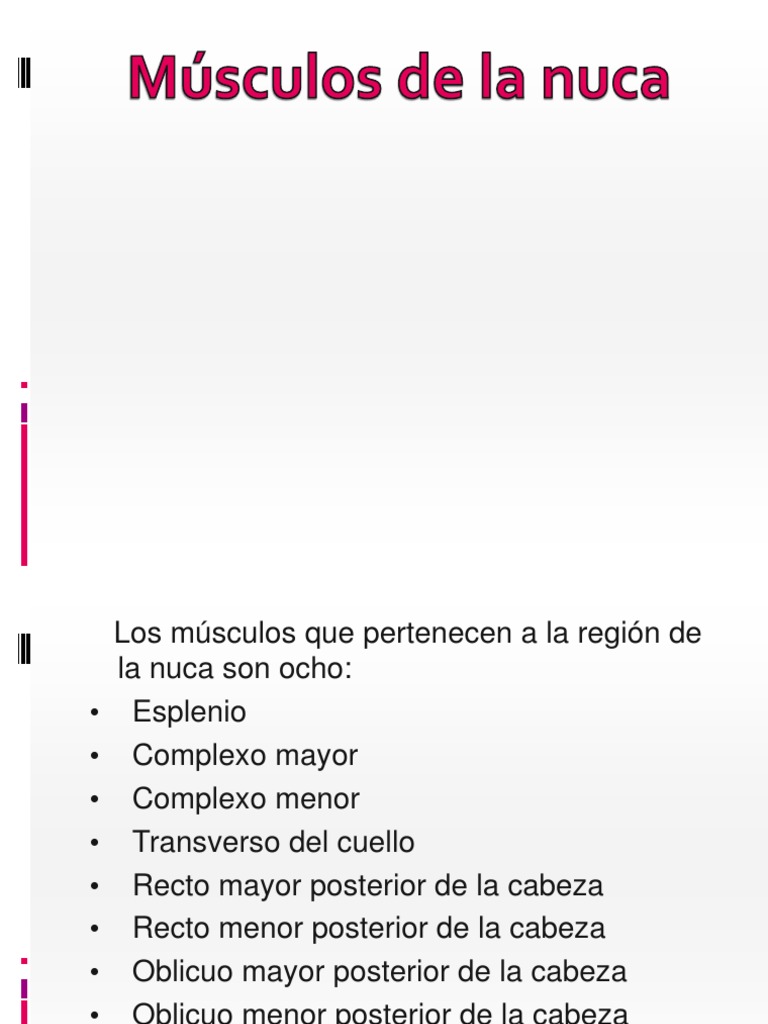 Músculos de La Nuca | PDF | Sistema musculoesquelético | Anatomía humana