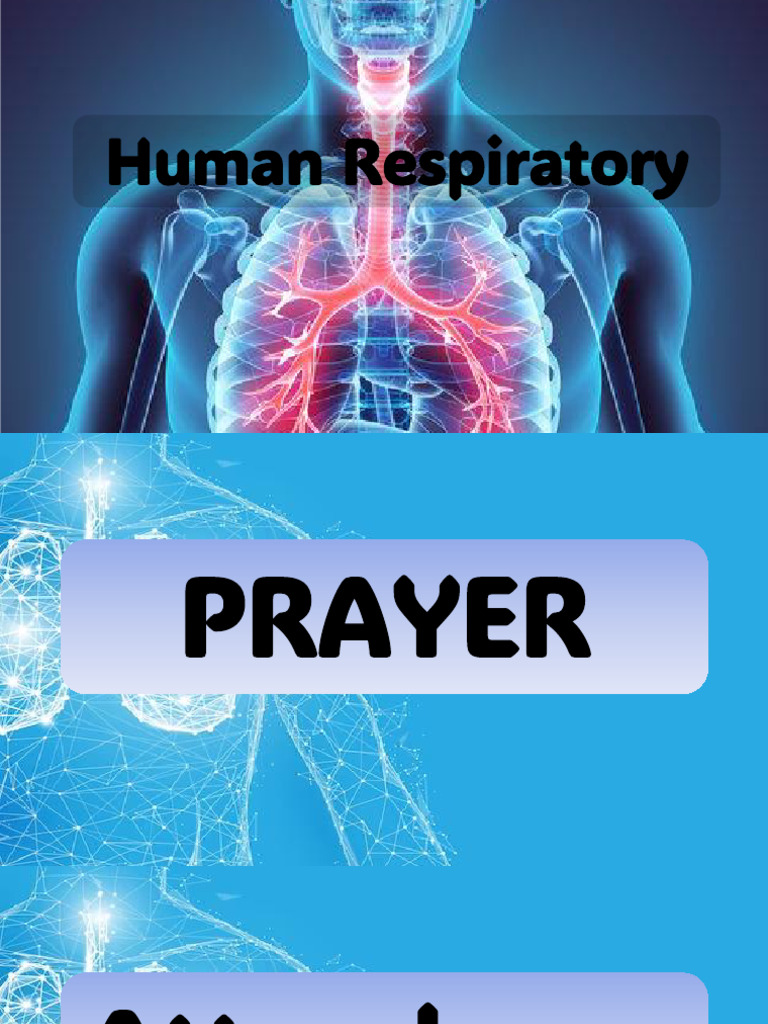 Four Phases of Human Respiration | PDF | Respiratory System | Breathing