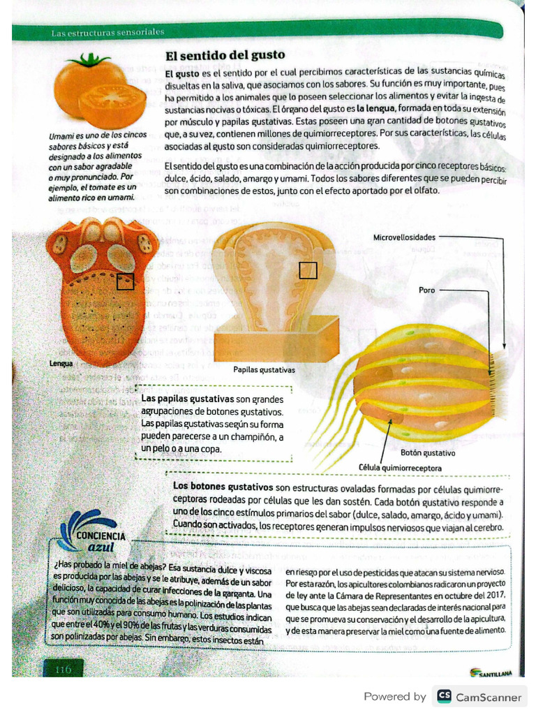 Sentidos Del Gusto y El Olfato - 8vos | PDF