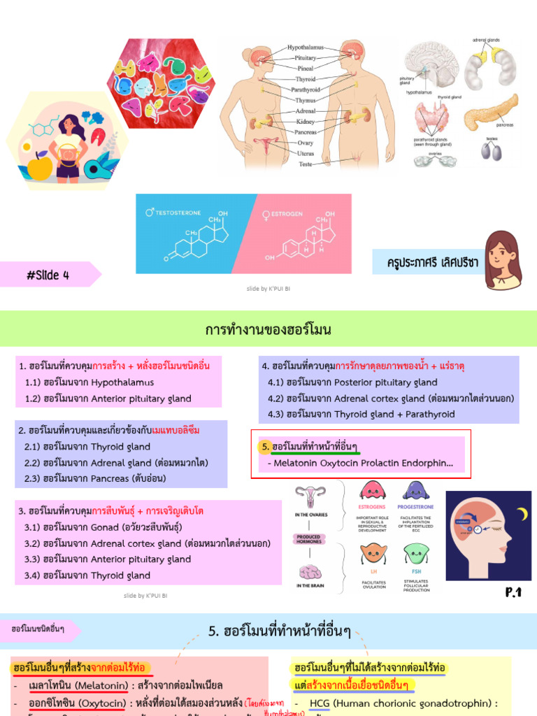 PP 4 Endocrine System 4 Note | PDF