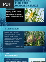 Maize Floral Biology & Seed Production | PDF | Flowers | Maize