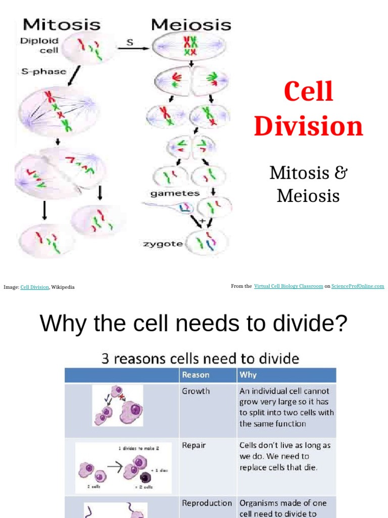 Cell Division Updated | PDF | Meiosis | Mitosis