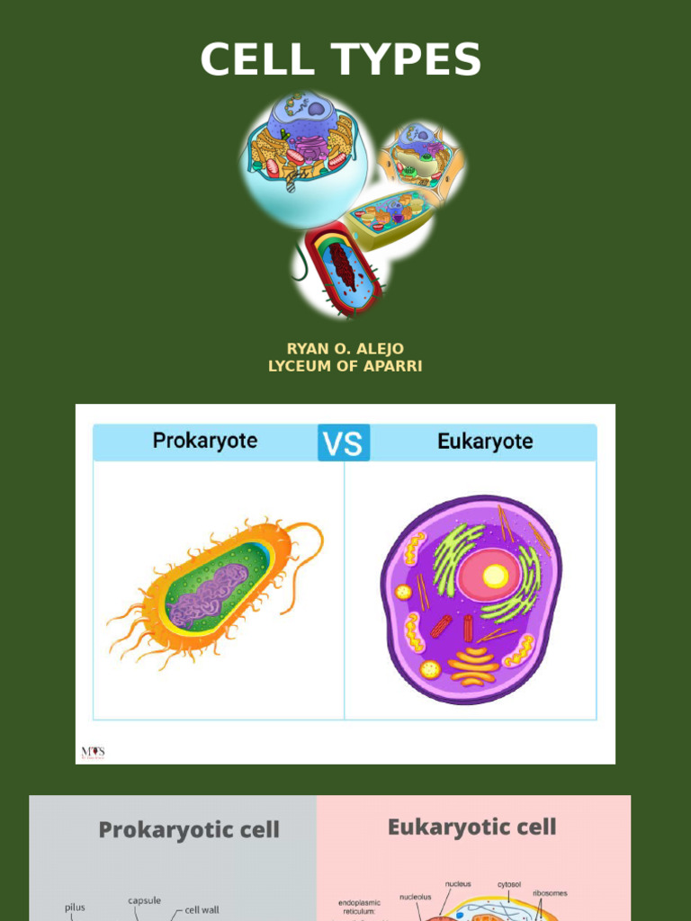 Cell Types | PDF
