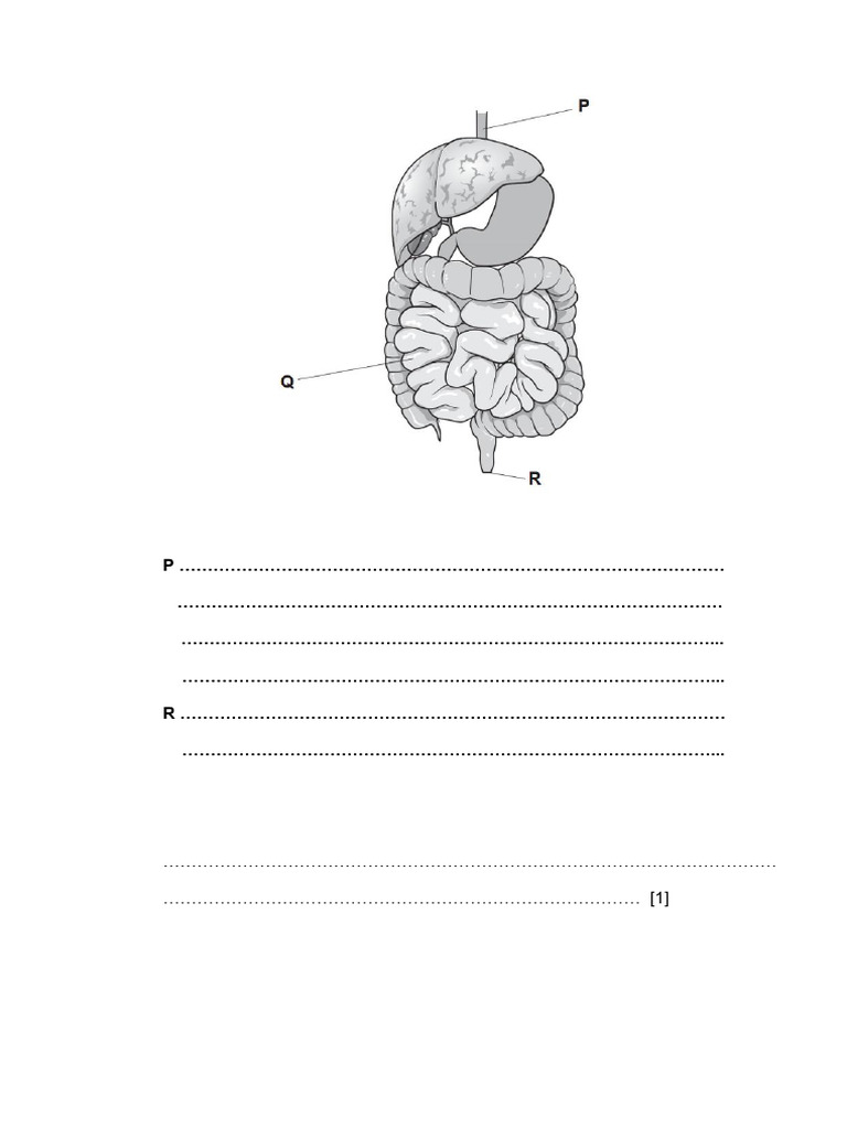 Human Digestive System and Sound Analysis | PDF | Sound | String ...