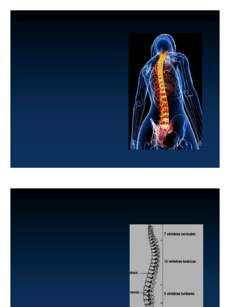 Anatomía y Función de la Columna Vertebral | PDF | Vértebra | Anatomía ...