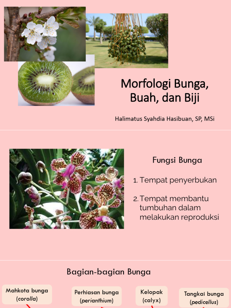 Morfologi Bunga, Buah, dan Biji Tumbuhan | PDF