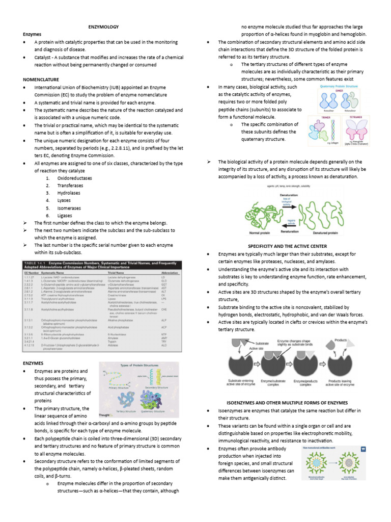 Enzymes (Intro) | PDF | Enzyme Inhibitor | Enzyme