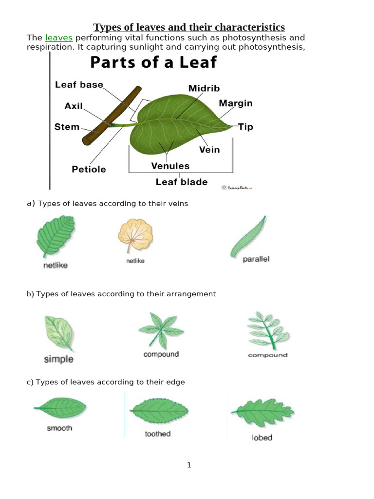 Types and Characteristics of Leaves | PDF