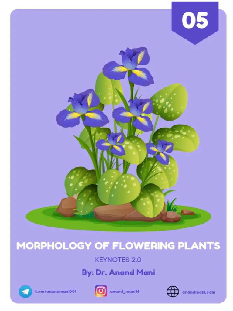 Morphology of Flowering Plants | PDF