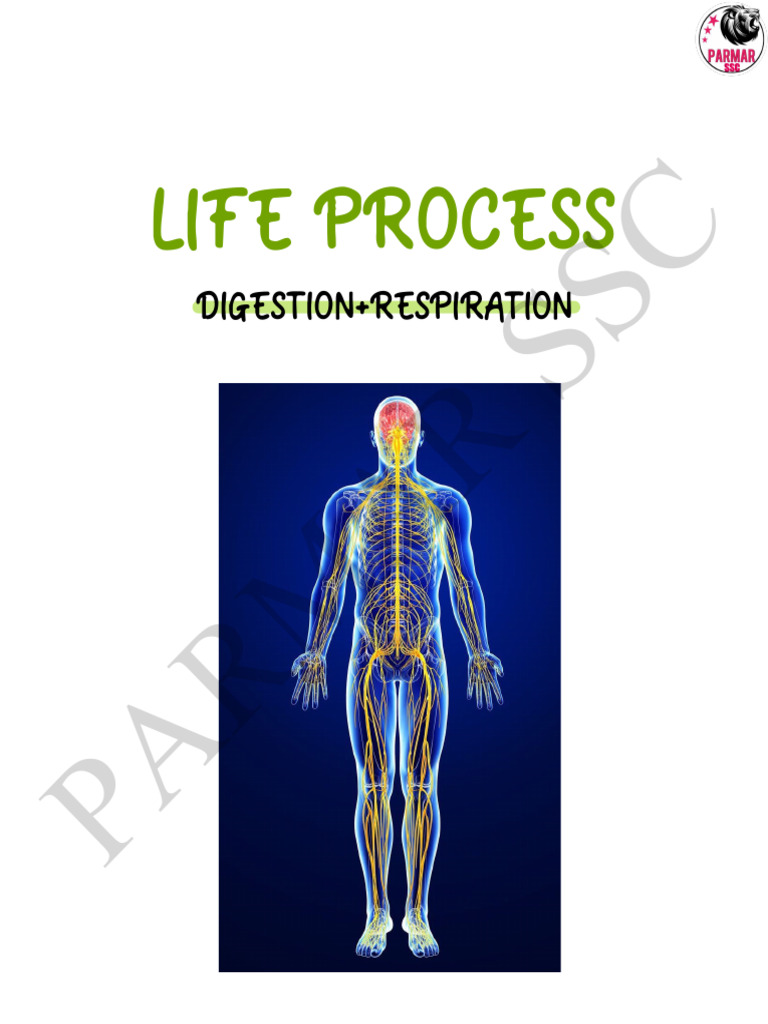 Digestion and Respiration Overview | PDF | Digestion | Respiratory System