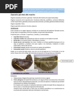 Anatomía y Funciones del Escroto | PDF | Testículo | Artería