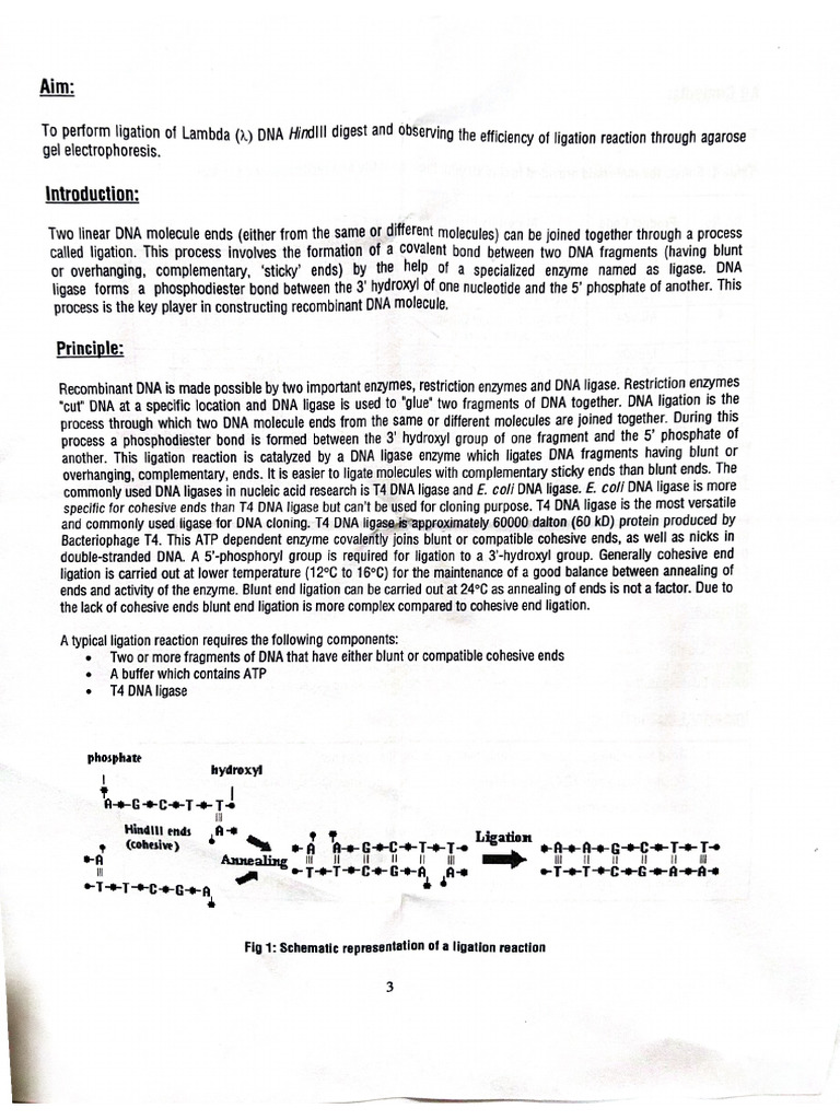 Ligation Procedure | PDF