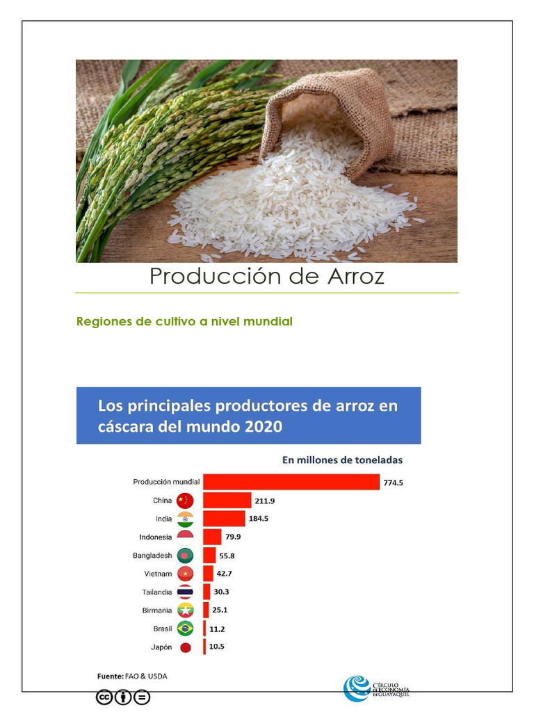 Producción de Arroz en Argentina y el Mundo | PDF | Agricultura | Arroz
