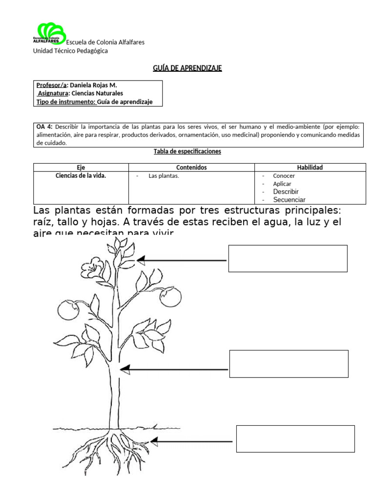 Necesidades de las plantas para vivir | PDF | Plantas | Raíz
