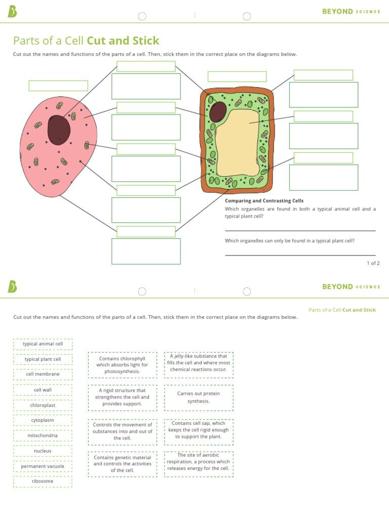 Parts of A Cell Cut and Stick Worksheet | PDF | Cell (Biology) | Vacuole