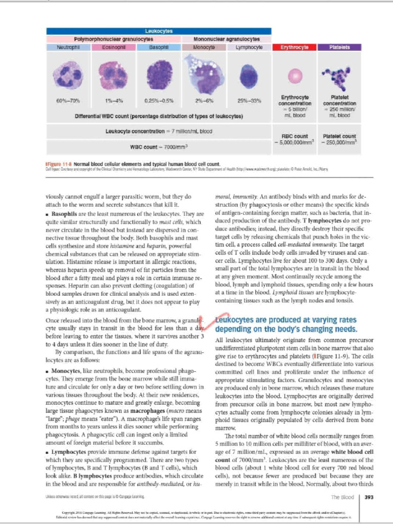Neutrophil Production | PDF | White Blood Cell | Granulocyte