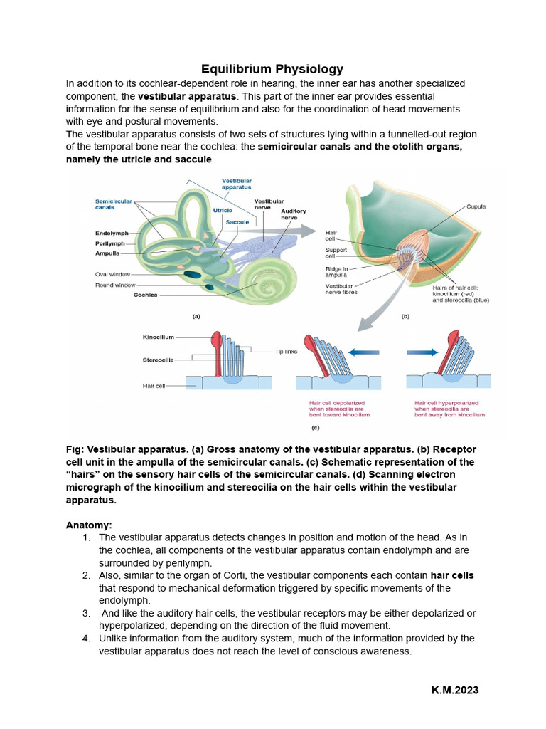 Vestibular Apparatus and Equilibrium | PDF | Vestibular System ...