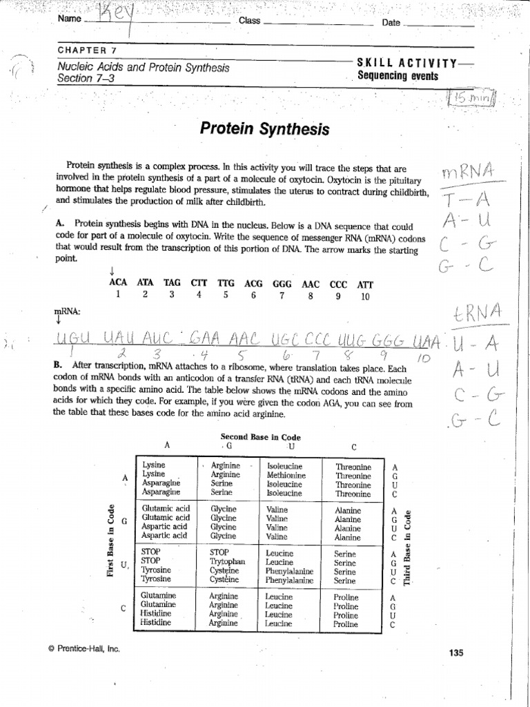 Protein Synthesis Practice Key | PDF