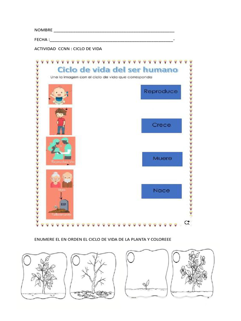 Ciclo de Vida de la Planta: Actividad CCNN | PDF