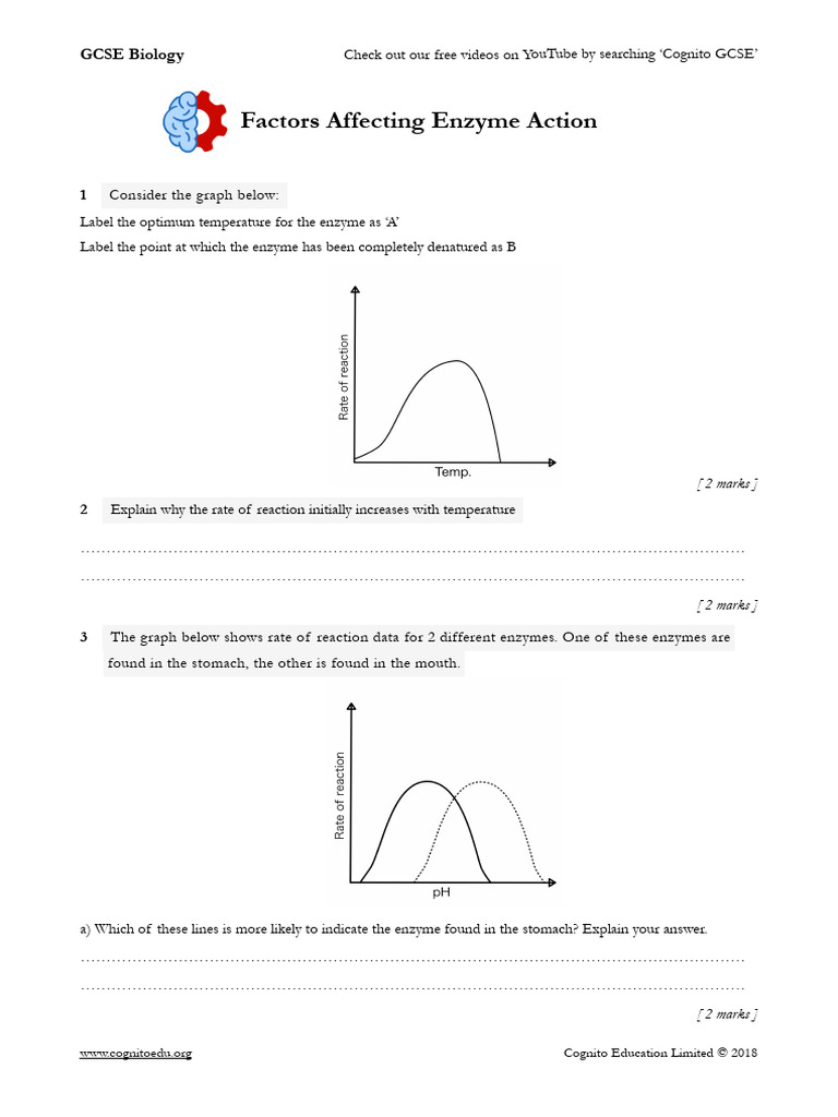 Factors Affecting Enzyme Action Worksheet | PDF | Enzyme | Chemical ...