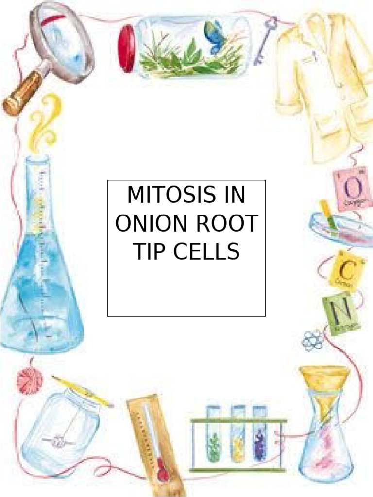 Mitosis Stages in Onion Root Cells | PDF | Mitosis | Chromosome
