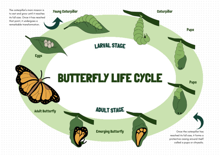 Life Cycle of A Butterfly Science Poster in Green Flat Graphic Style | PDF