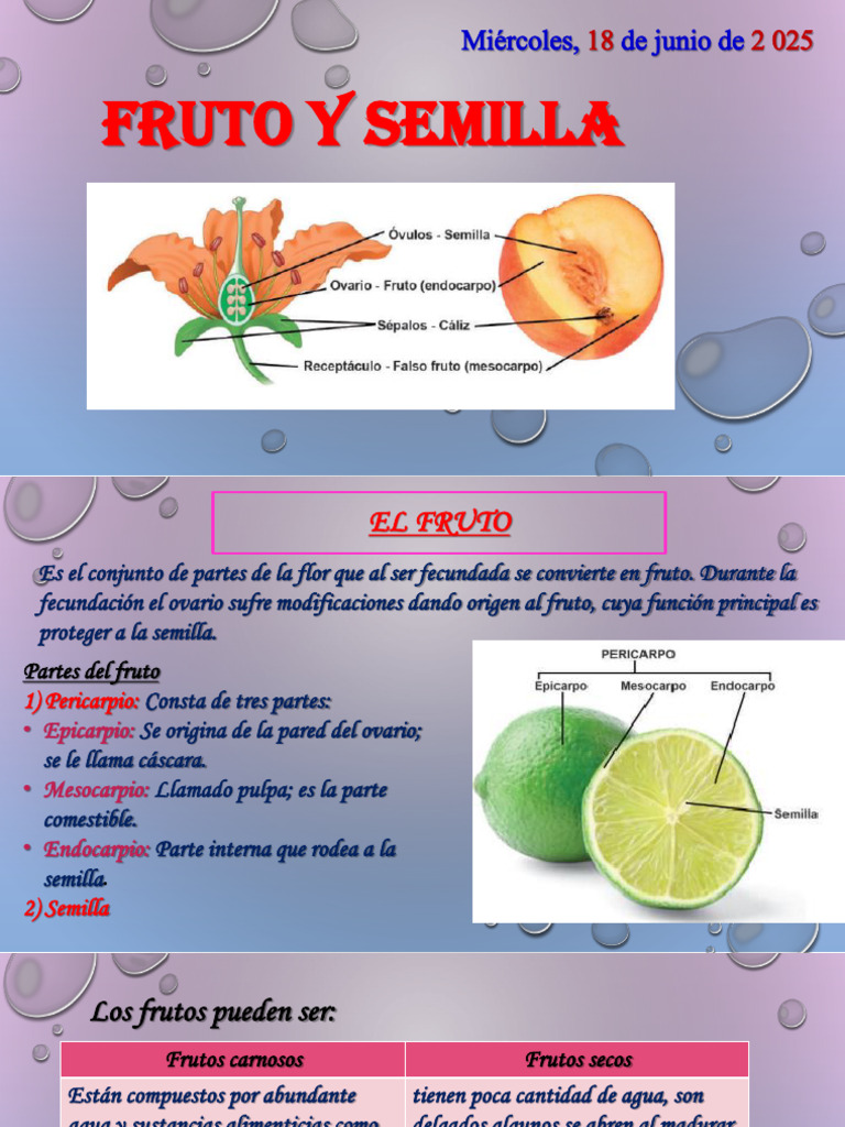 Fruto y Semilla: Estructura y Tipos | PDF